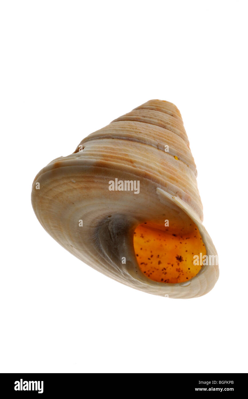 Painted top shell (Calliostoma zizyphinum) on white background Stock ...