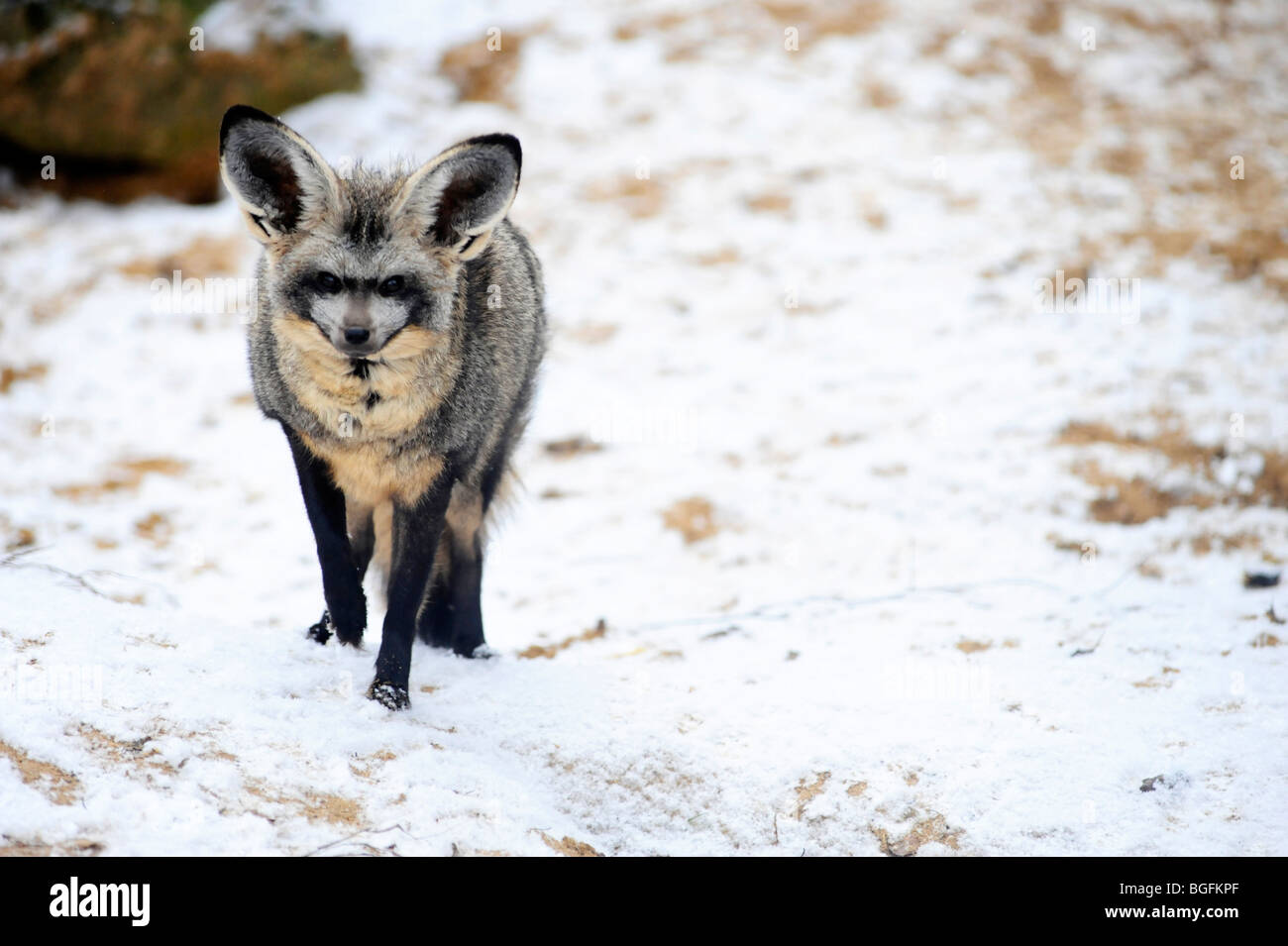 Bat Eared Fox in Snow otocyon megalotis Stock Photo - Alamy