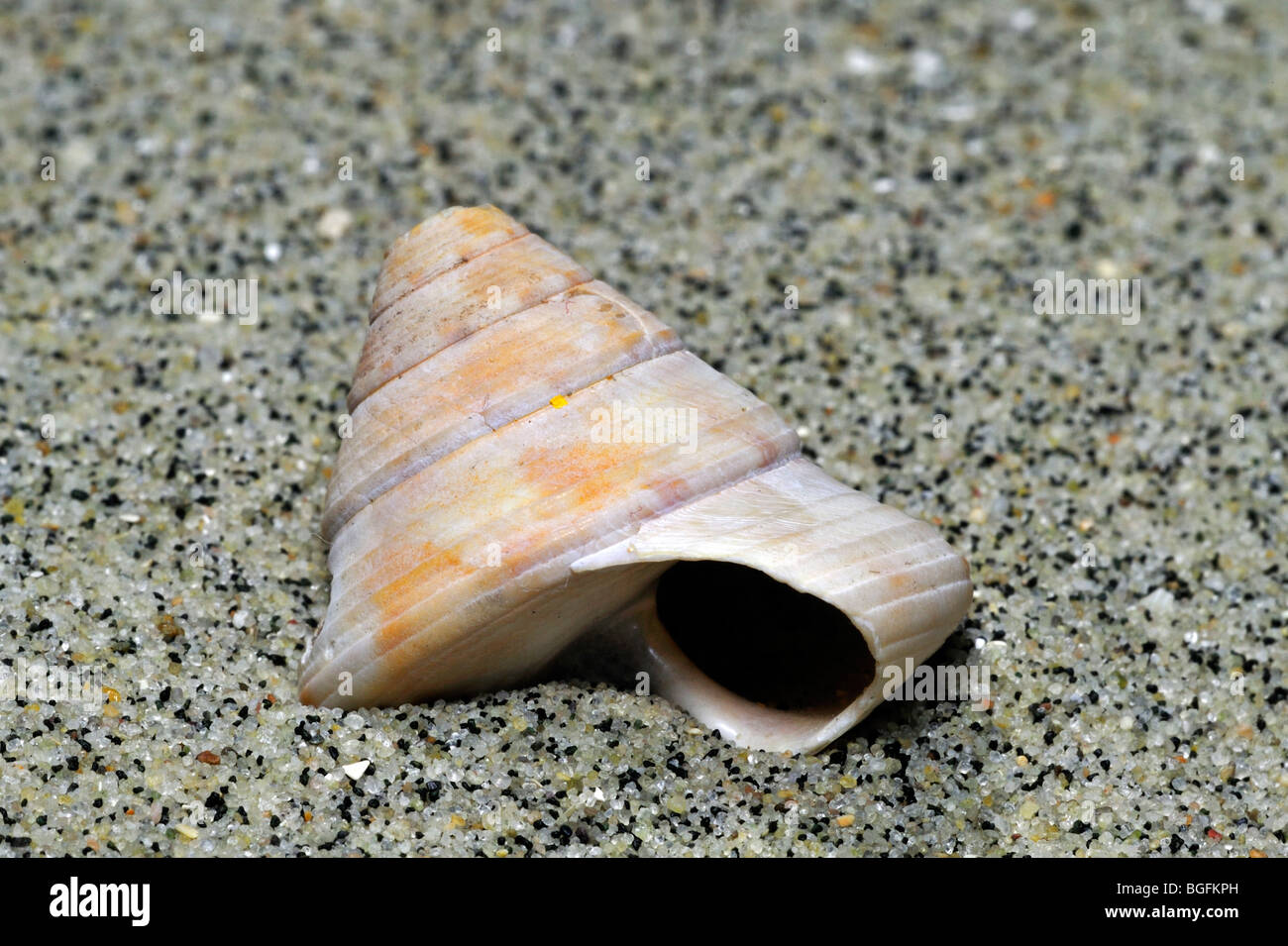 Painted top shell (Calliostoma zizyphinum) on beach in sea sand Stock ...