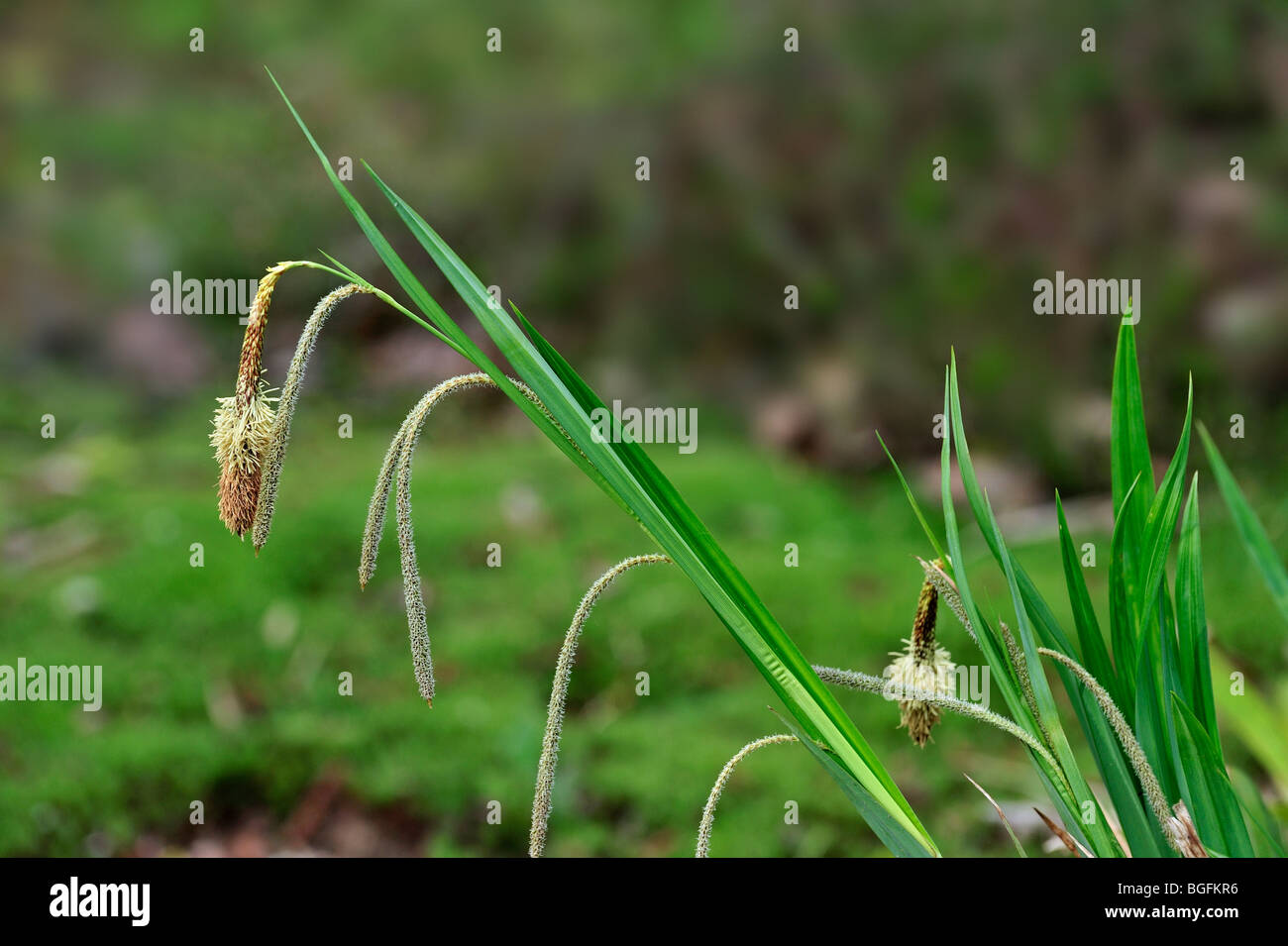 Pendula carex pendula hi-res stock photography and images - Alamy