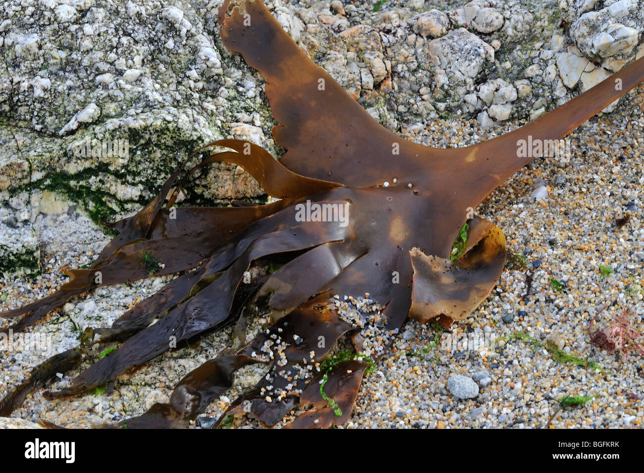 Oarweed / Tangle / Tangleweed kelp (Laminaria digitata) washed ashore ...