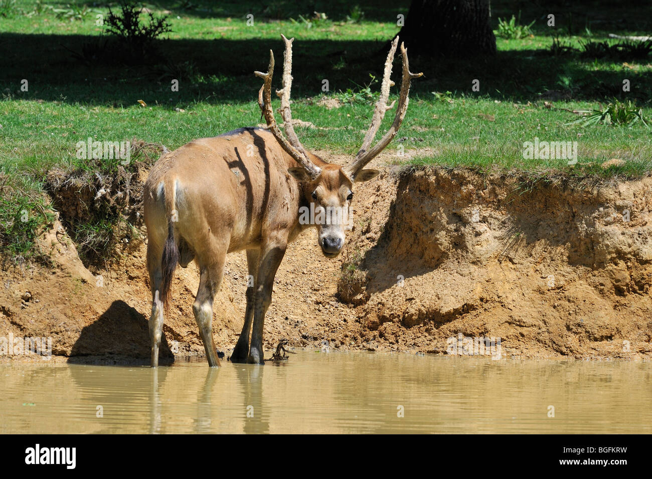 Pere David's deer / Milu (Elaphurus davidianus) standing in river ...
