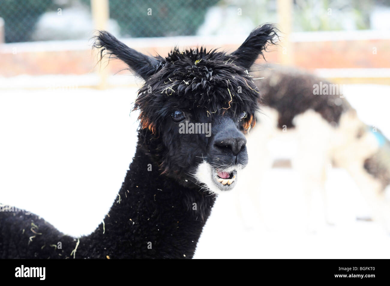 Lama pacos hi-res stock photography and images - Alamy