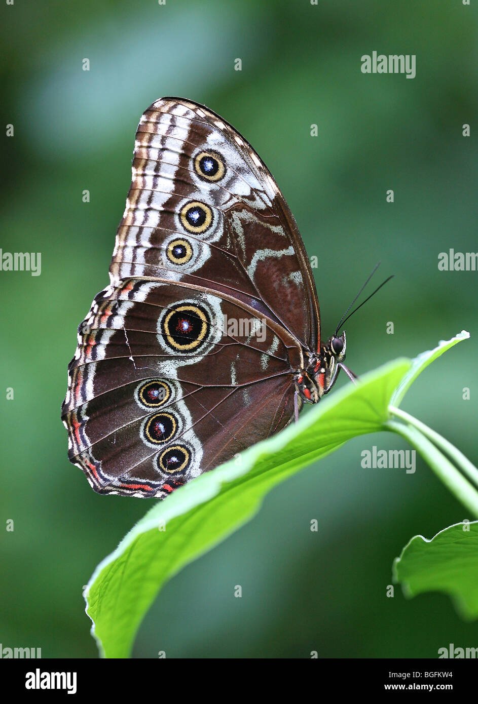 Blue morpho on a plant leaf hi-res stock photography and images - Alamy