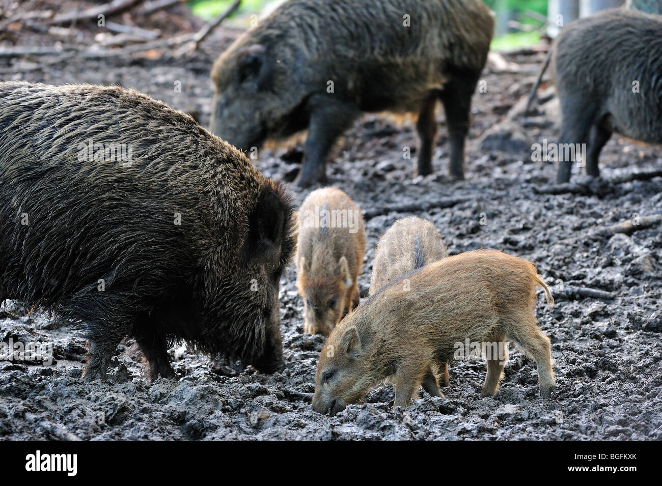 Wild boars (Sus scrofa) and piglets foraging in quagmire in forest ...