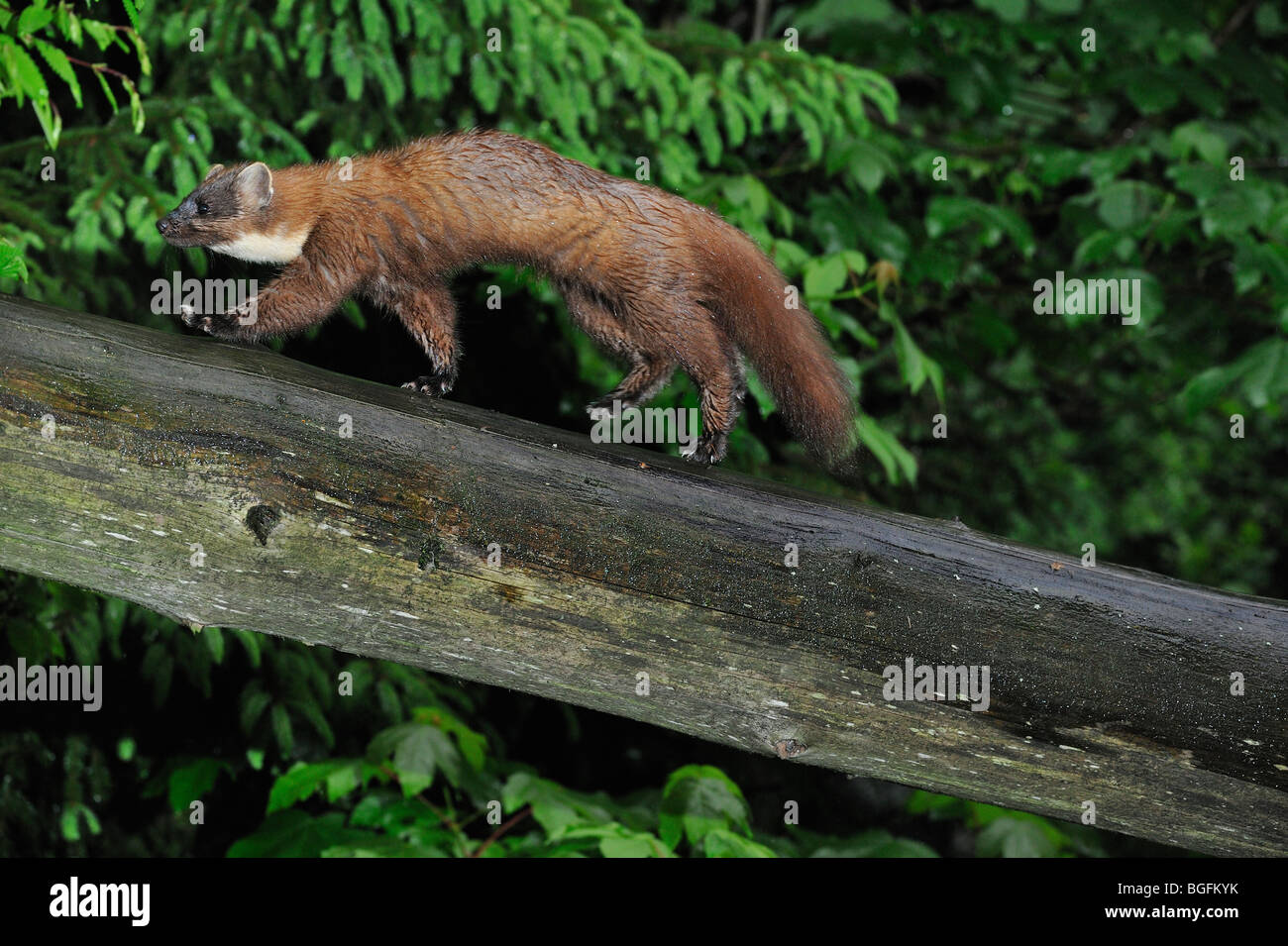 Pine marten running hi-res stock photography and images - Alamy