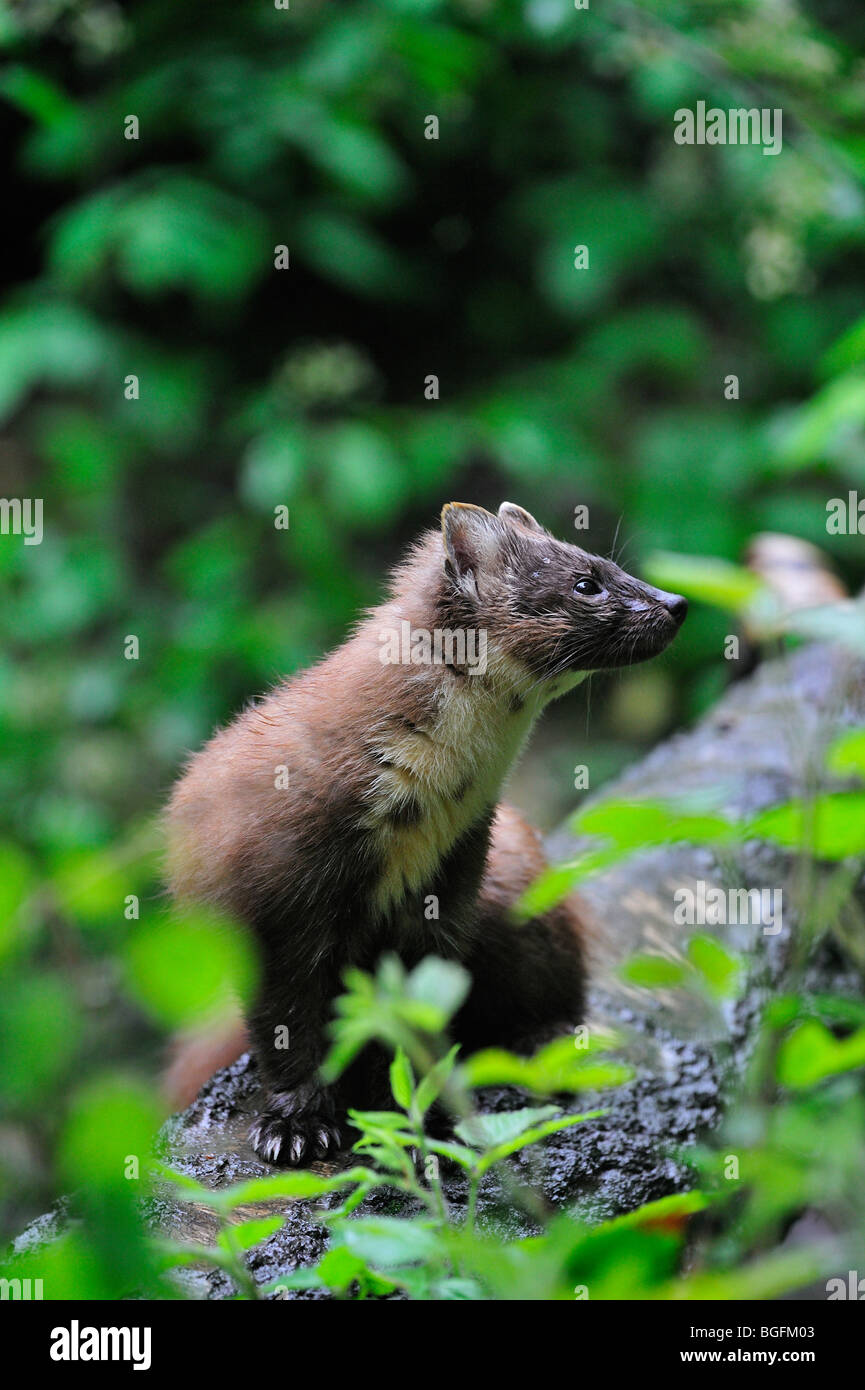 European pine marten (Martes martes) sitting on fallen tree trunk in ...