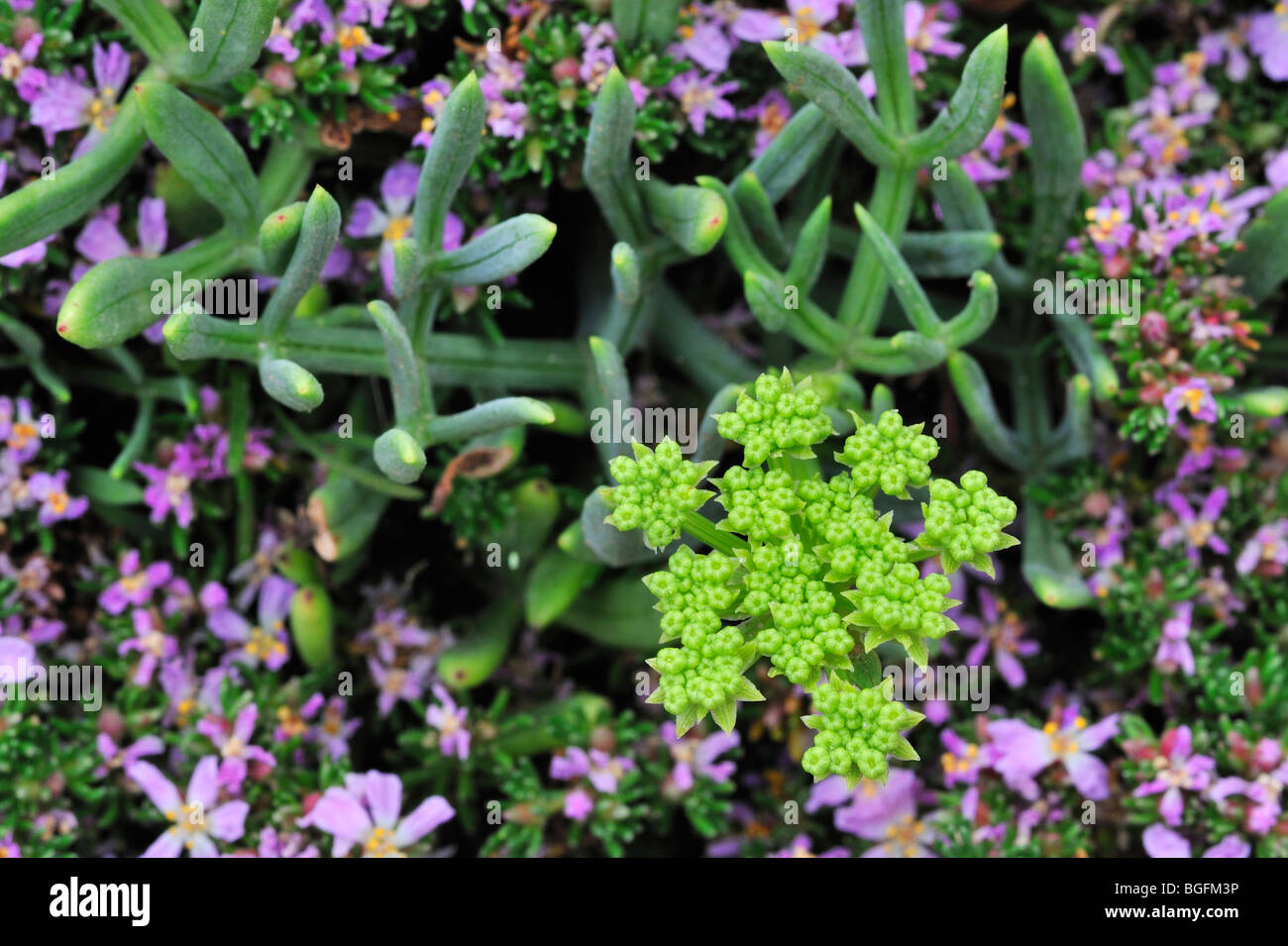 Plants growing cliff sea blue hi-res stock photography and images - Alamy