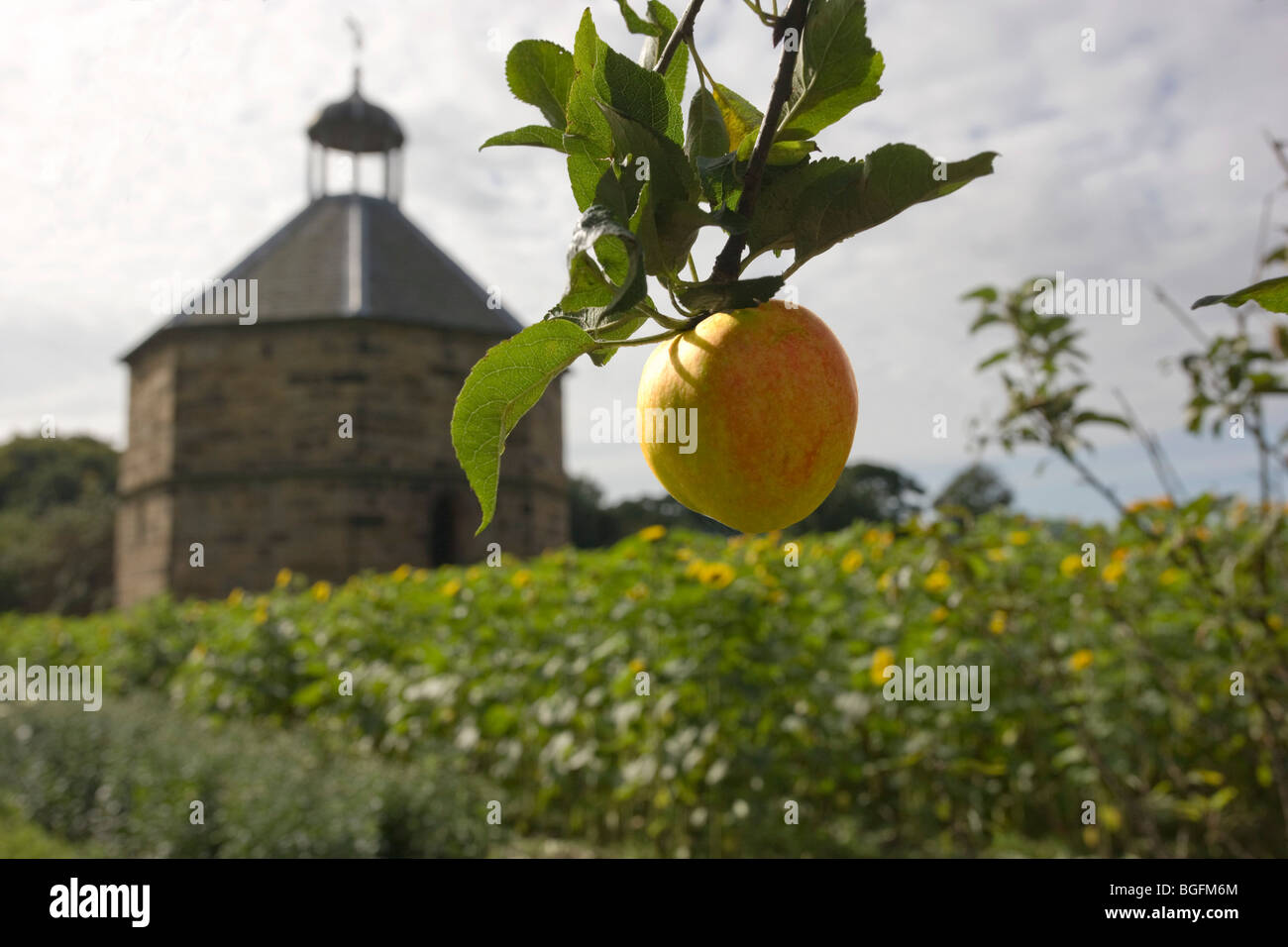Apple hanging from branch, Guisborough, North Yorkshire, England Stock ...