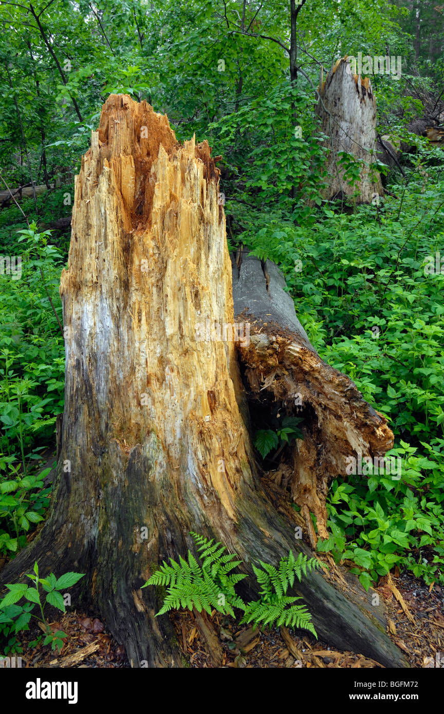 Broken tree trunks, storm damage in forest after hurricane passage ...