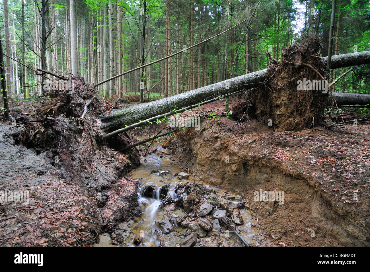 Forests Soil Erosion