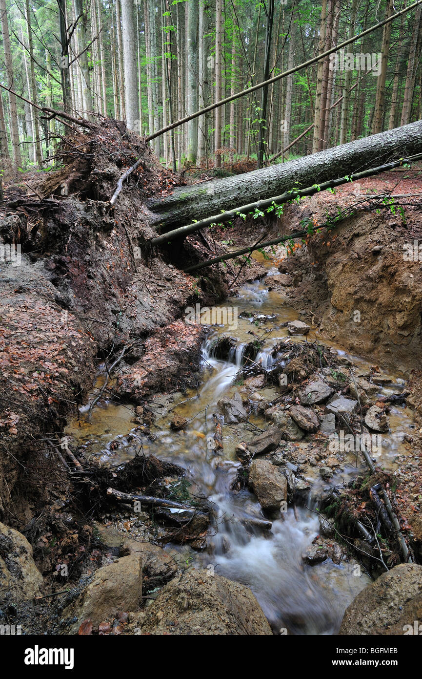 Storm damage in forest showing fallen trees by water erosion along ...