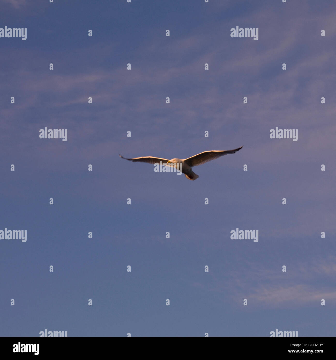 Seagull in flight Stock Photo - Alamy