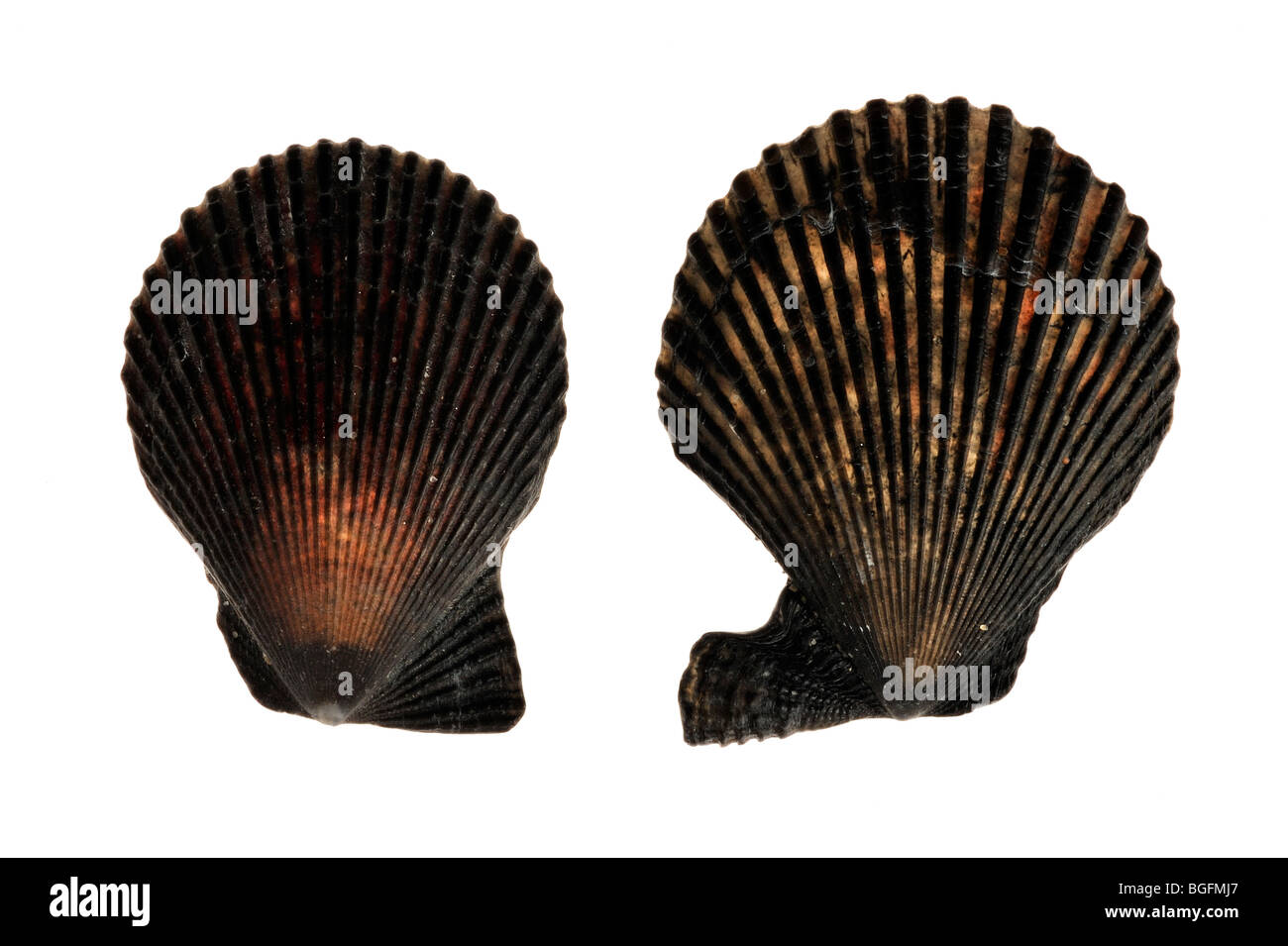 Chlamys hi-res stock photography and images - Alamy