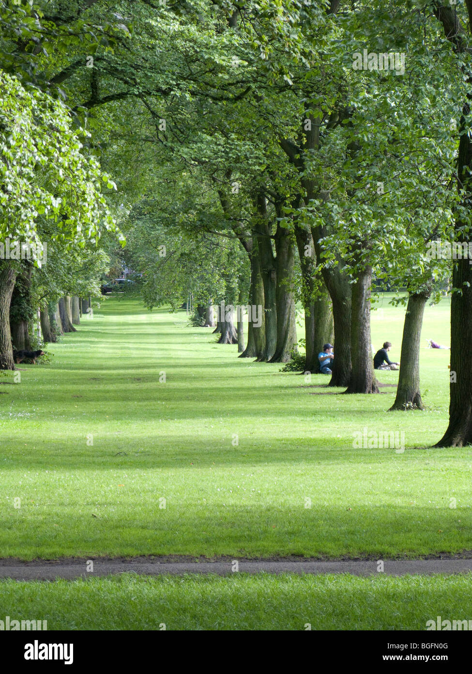 Tree lined view in park during summertime Stock Photo - Alamy