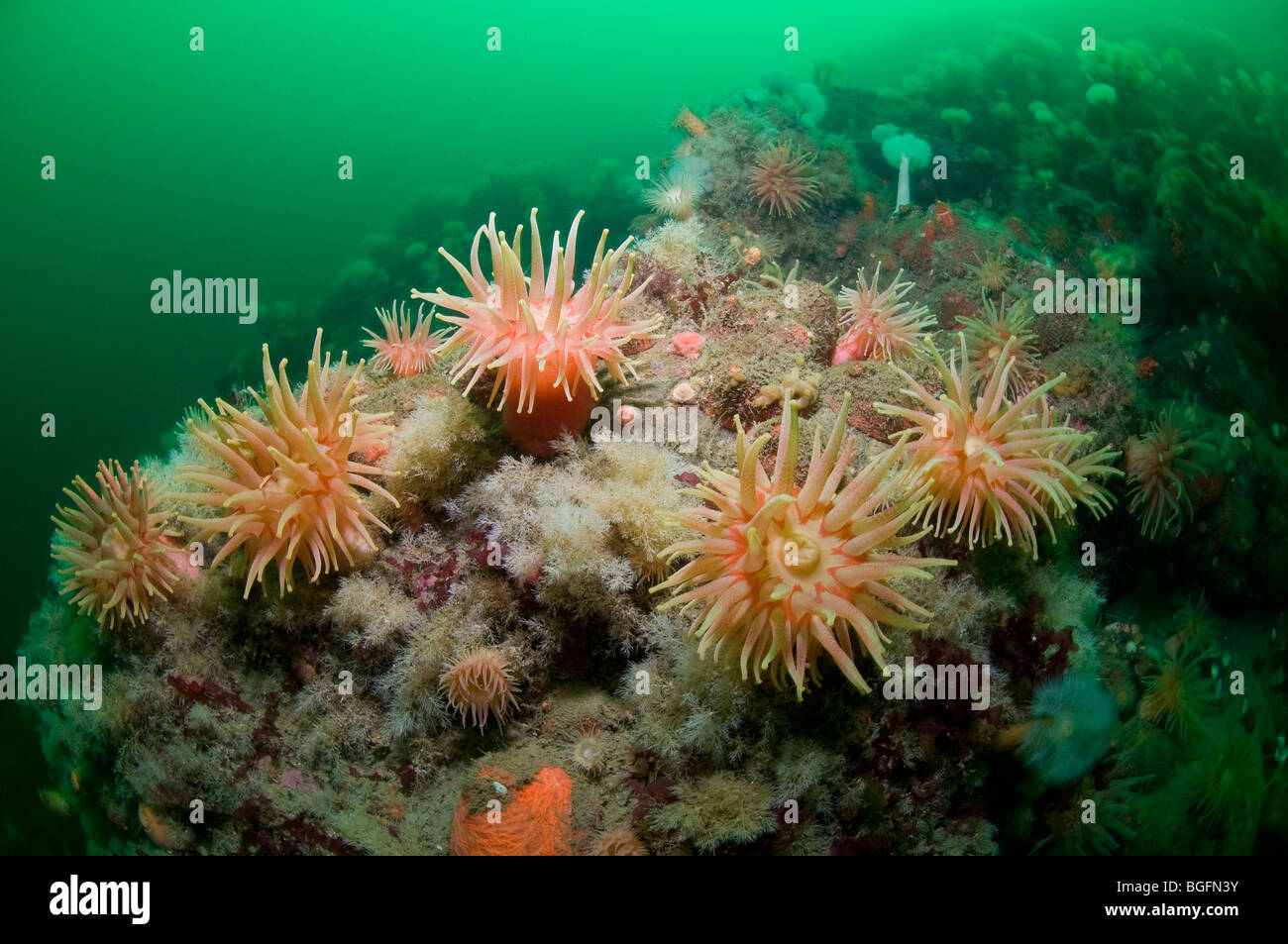 Northern Red Anemone underwater in the St. Lawrence River in Canada ...