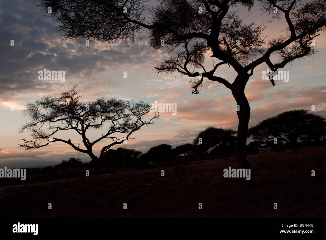 Tanzania sunset tree hi-res stock photography and images - Alamy