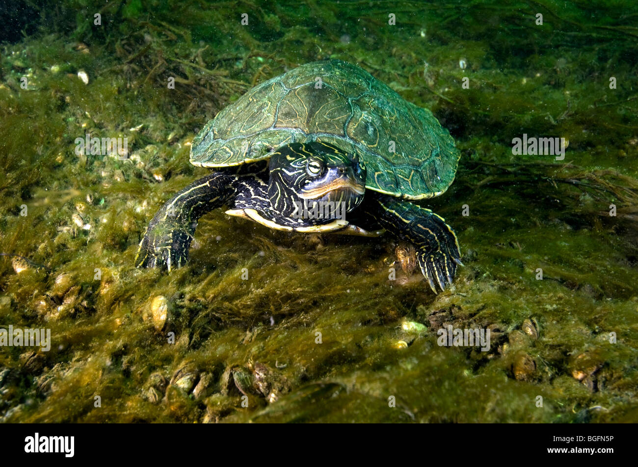 Underwater map hi-res stock photography and images - Alamy