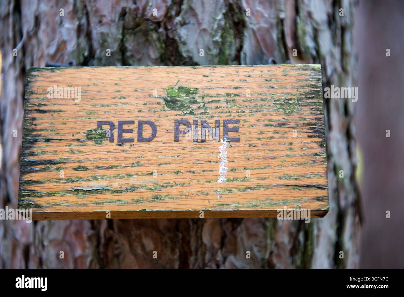 Red Pine Sign at Cumming Nature Center RMSC Naples New York Stock Photo ...