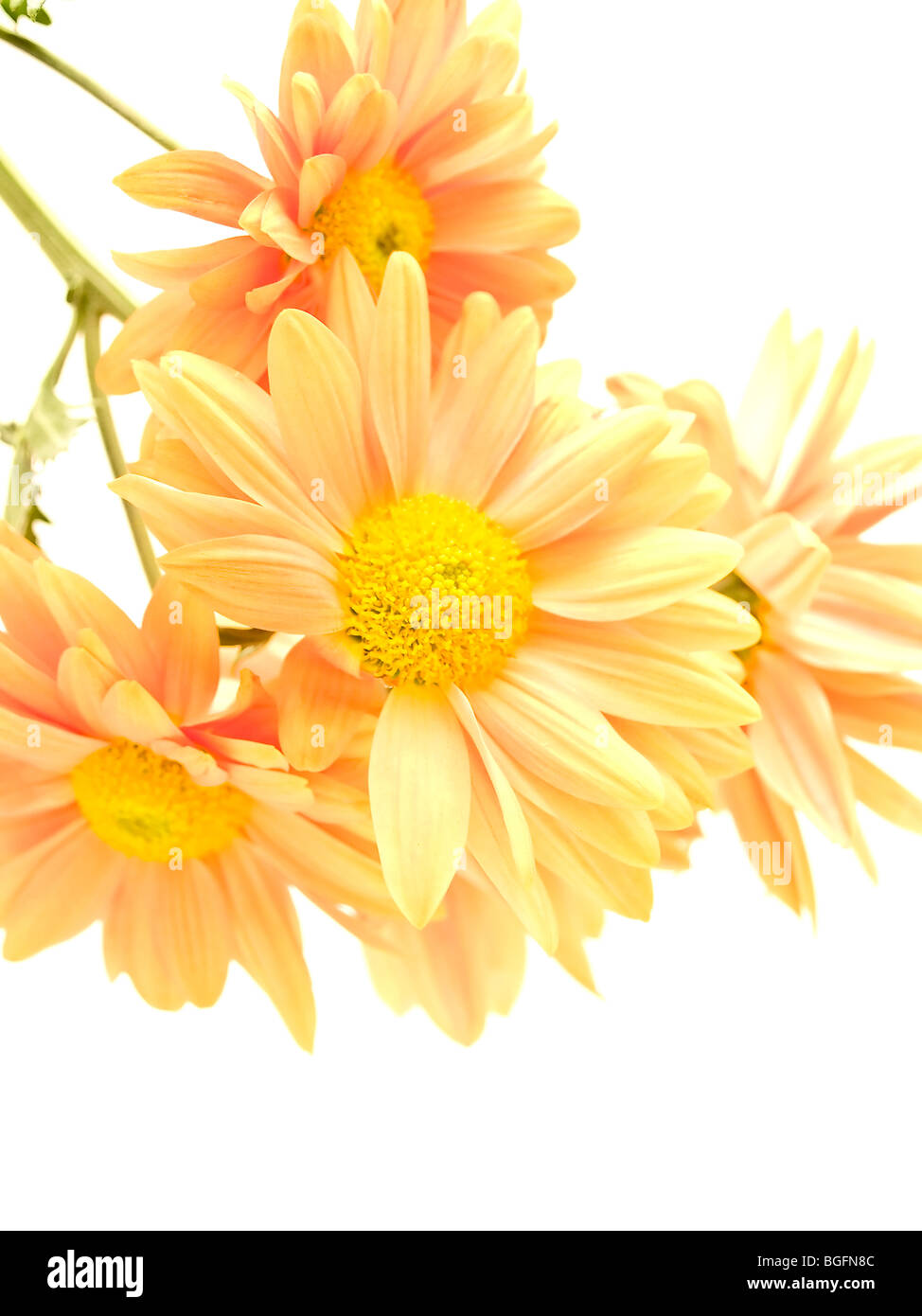 Big white british columbia hi-res stock photography and images - Alamy