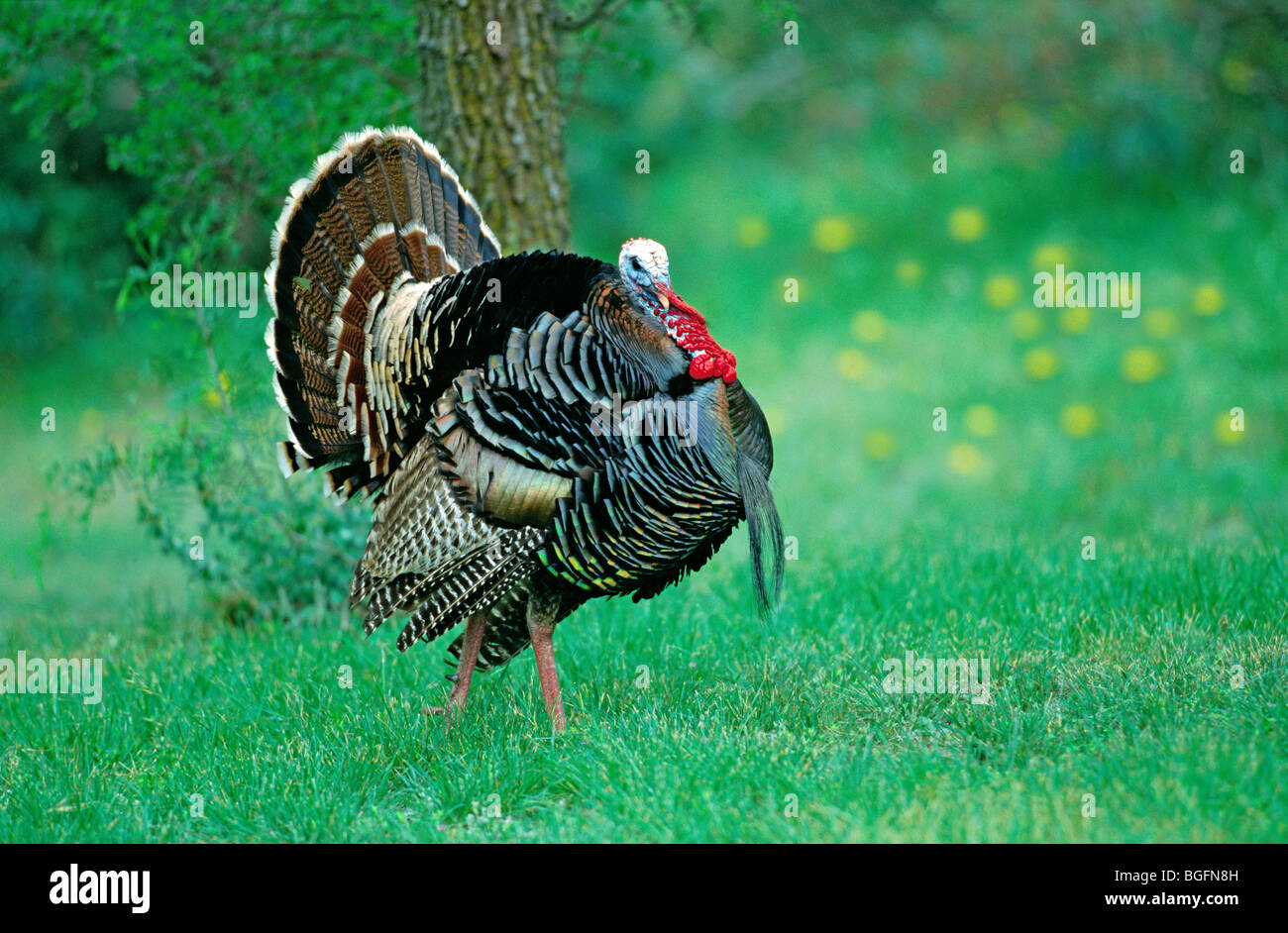Wild Turkey Adult Male displaying Stock Photo - Alamy