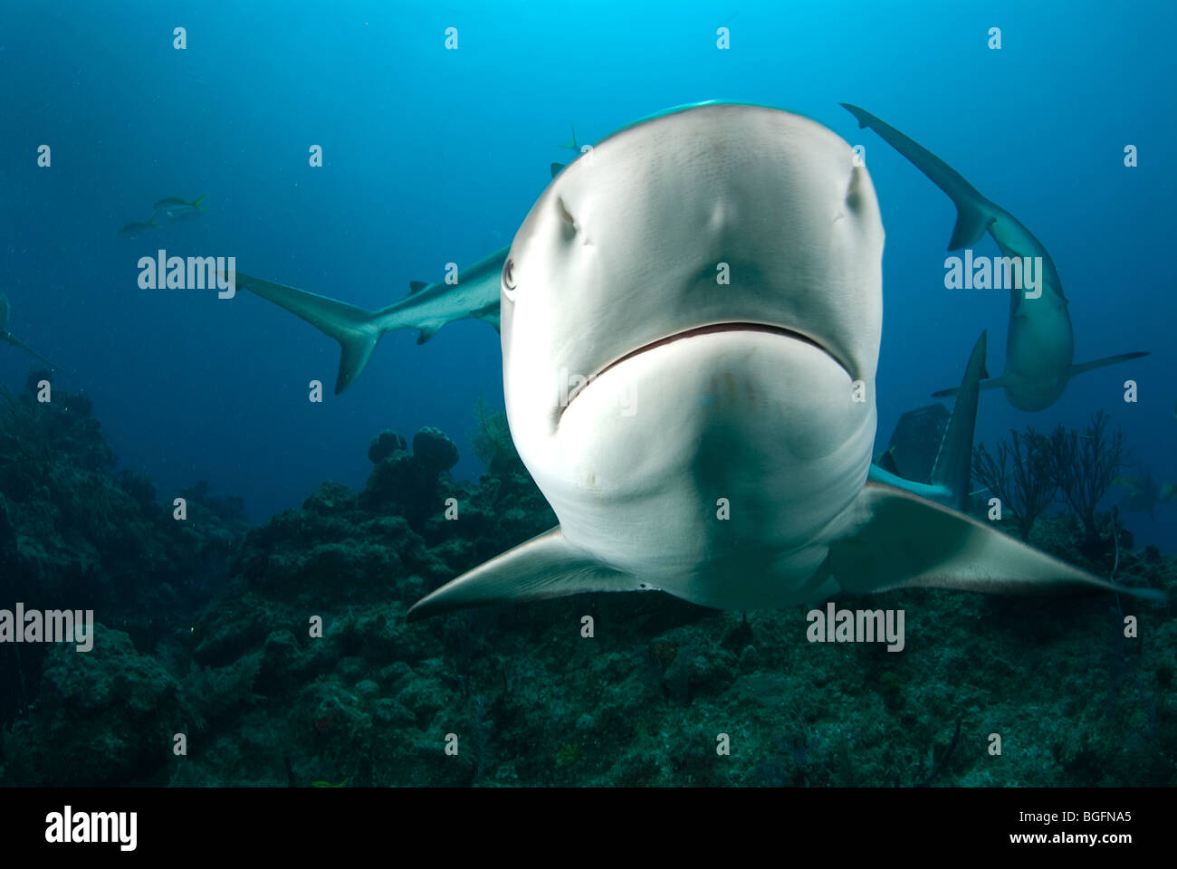 Shark nose hi-res stock photography and images - Alamy