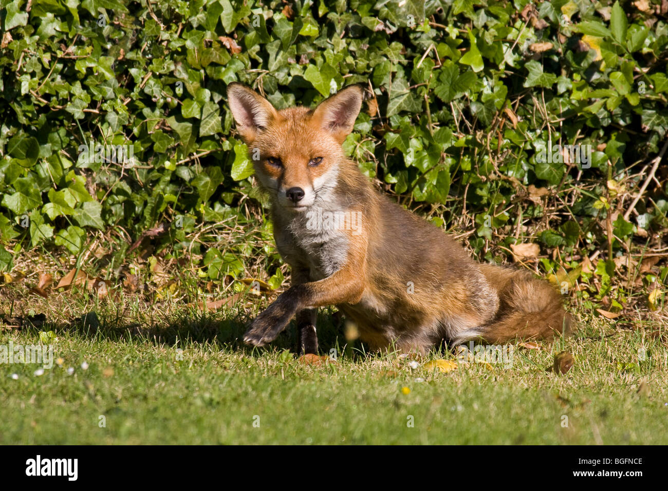 Wildlife presence hi-res stock photography and images - Alamy