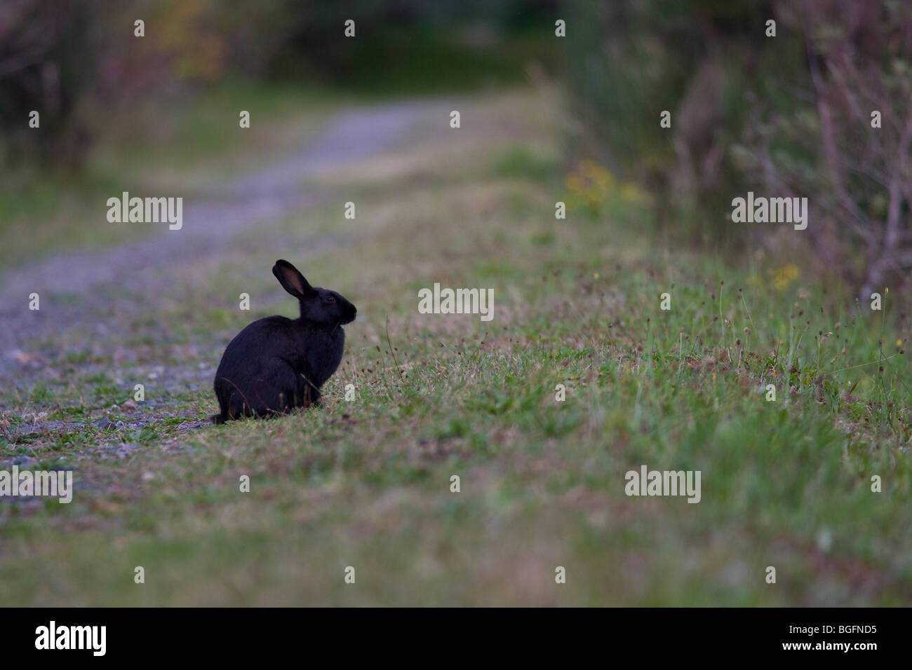 Vancouver island rabbit hi-res stock photography and images - Alamy