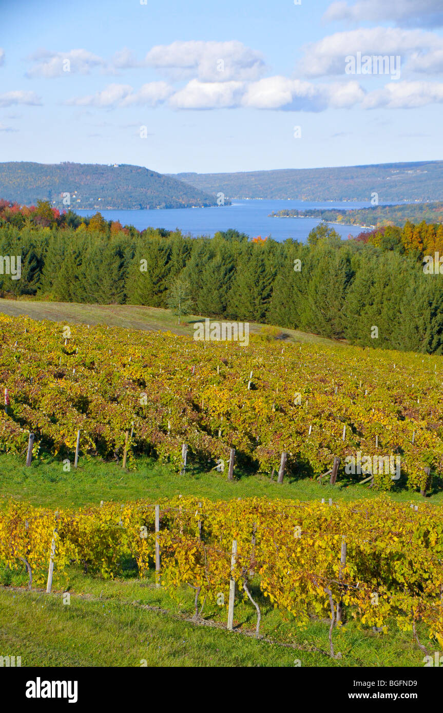 Fall Colors Winery Vineyards Finger Lakes Region New York Stock Photo ...