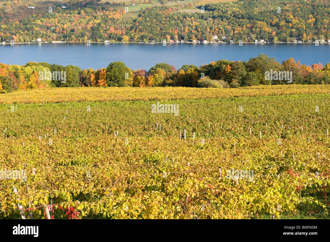 Fall Colors Winery Vineyards Finger Lakes Region New York Stock Photo ...