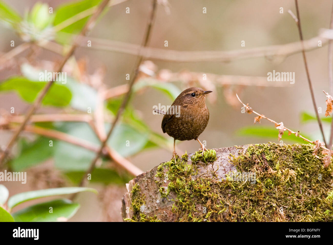 Winter wren bird hi-res stock photography and images - Alamy