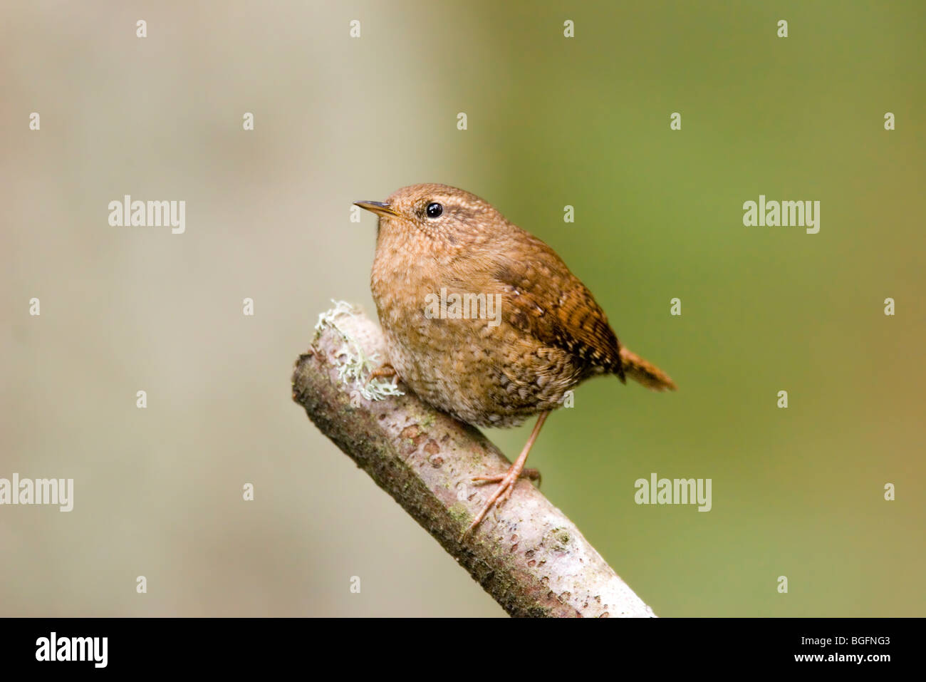 Winter wren bird hi-res stock photography and images - Alamy