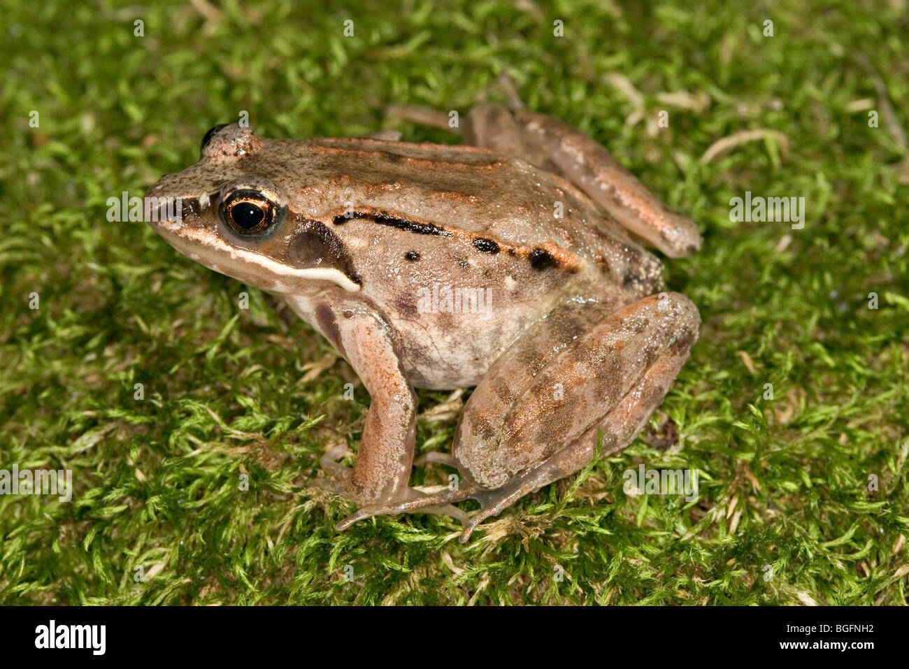 Frog amphibian hi-res stock photography and images - Alamy