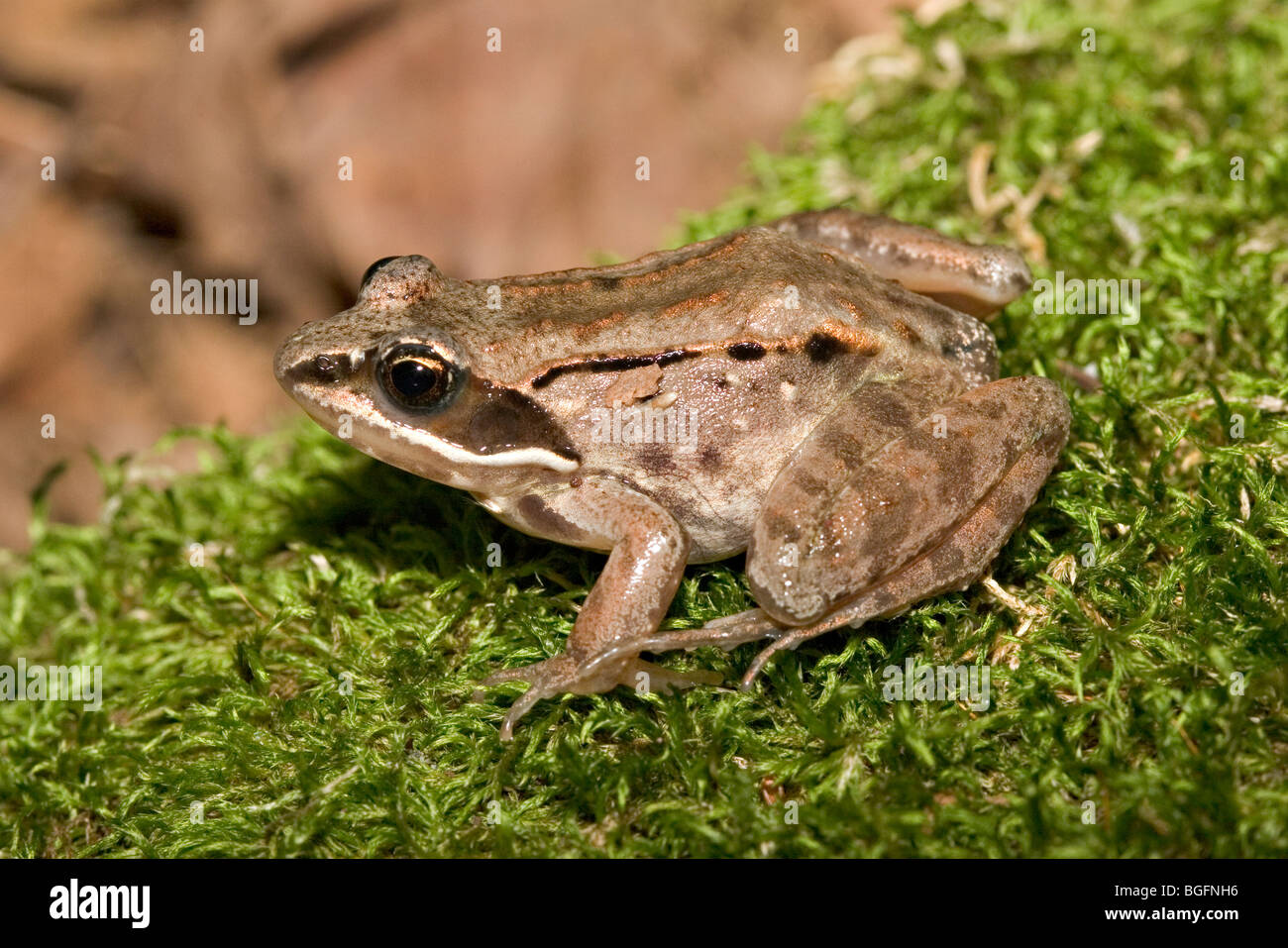 Frog amphibian hi-res stock photography and images - Alamy