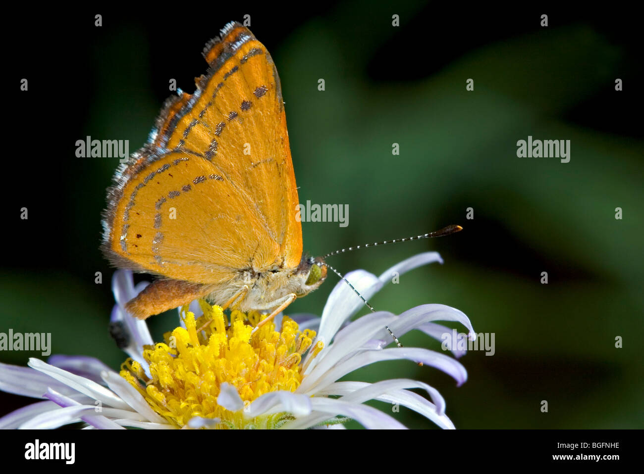 Wright's Metalmark butterfly Stock Photo - Alamy