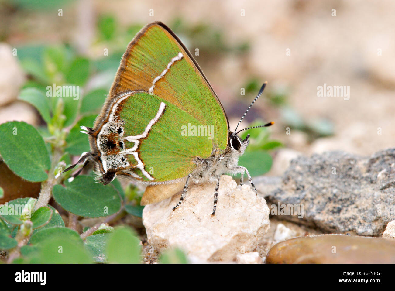 Xami hi-res stock photography and images - Alamy