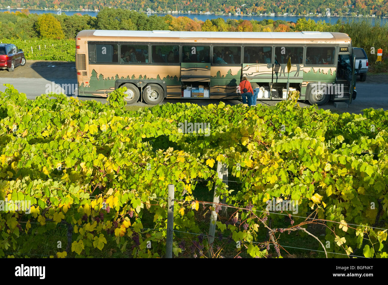New forest tour bus hi-res stock photography and images - Alamy