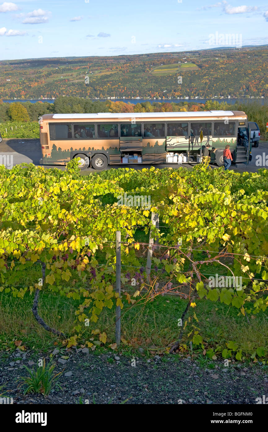 Winery Vineyard Tour Bus Finger Lakes Region New York Stock Photo - Alamy