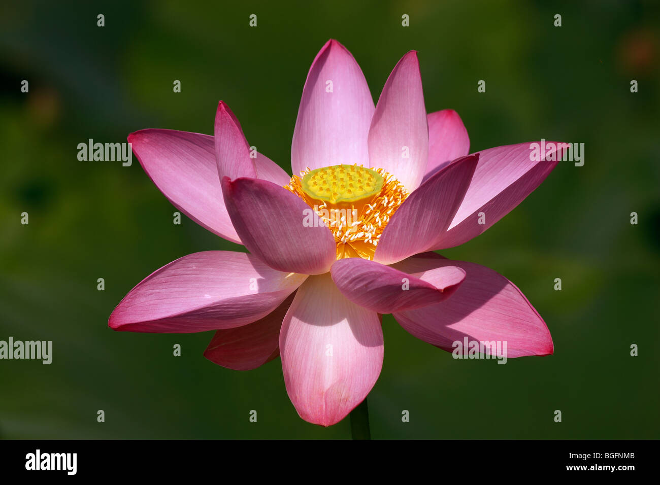 A deep pink lotus blossom Stock Photo - Alamy