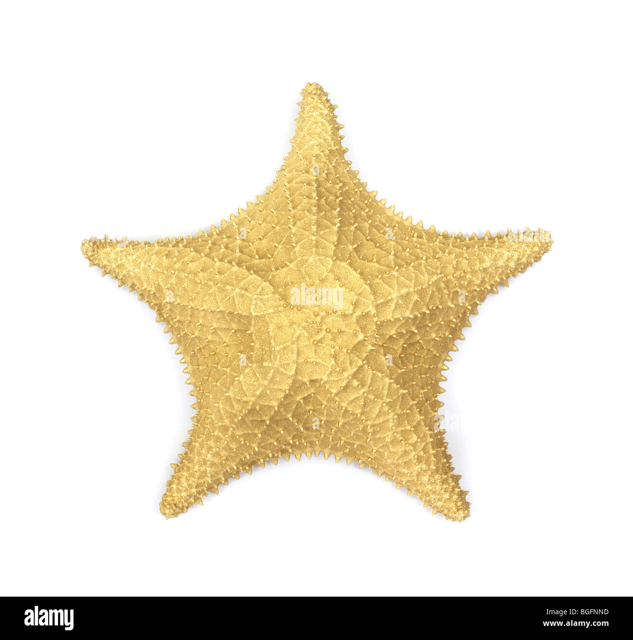 Large starfish hi-res stock photography and images - Alamy