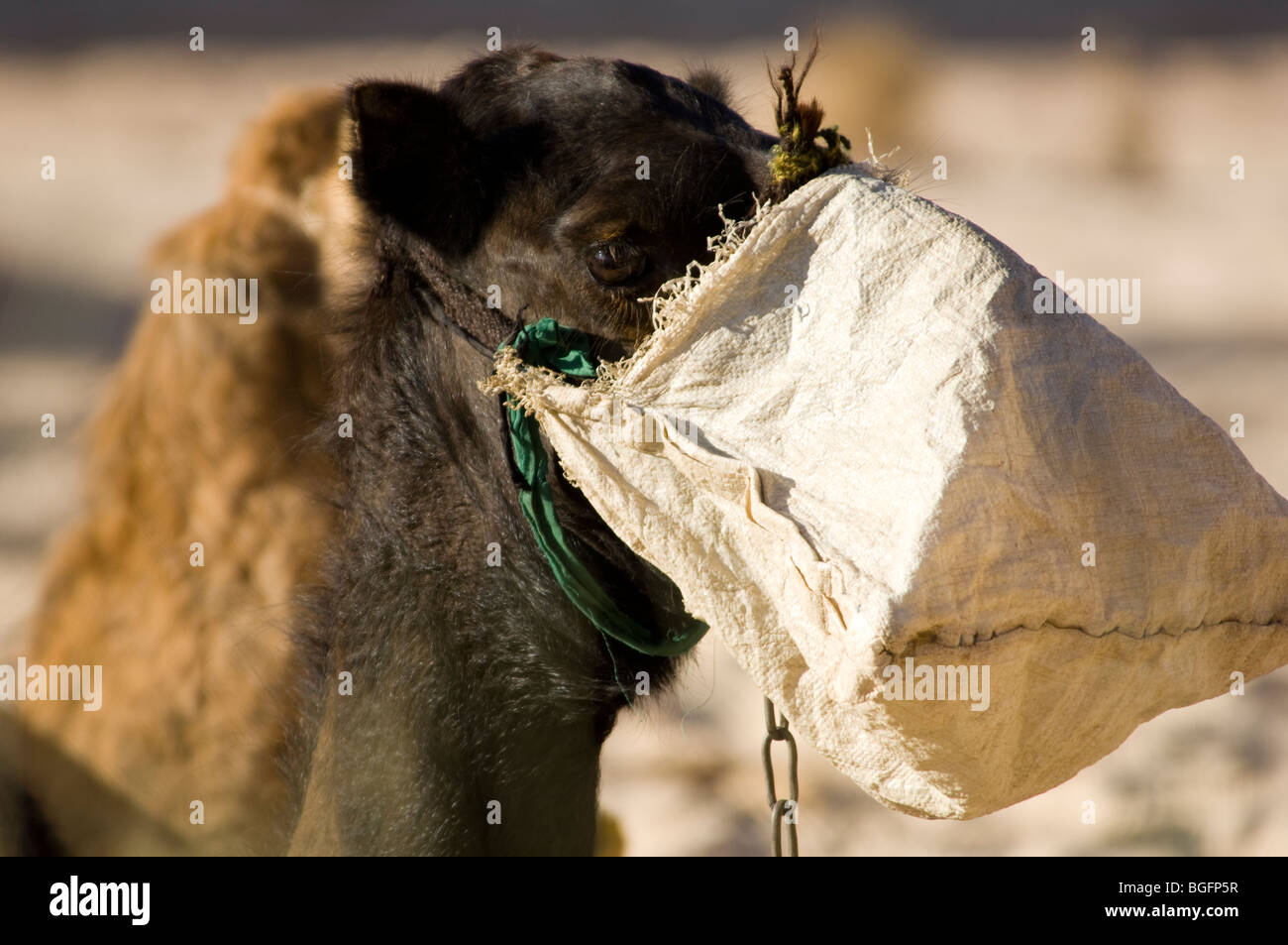 Camel Feeding Eating Food Eat Jordan Middle East Stock Photo - Alamy