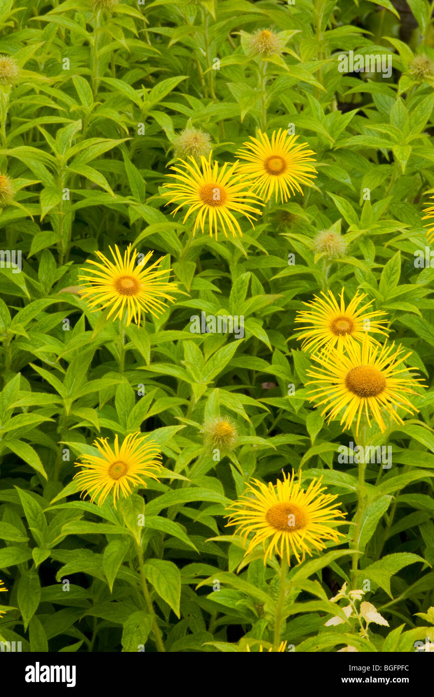 Inula hookeri flower hi-res stock photography and images - Alamy