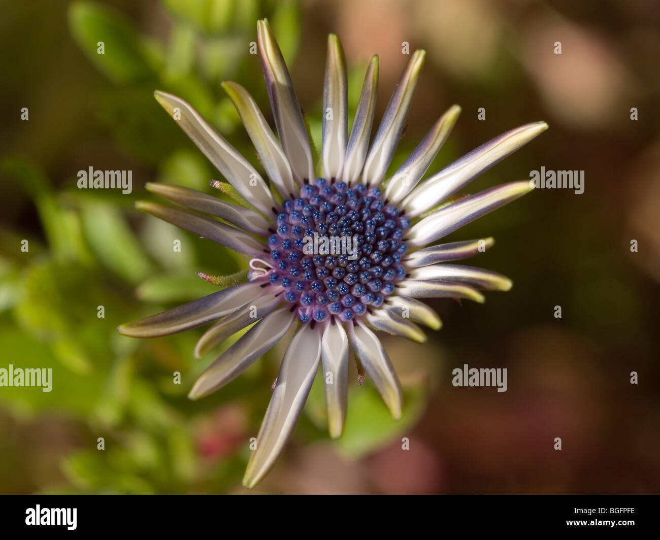 Silver leaf daisy hi-res stock photography and images - Alamy