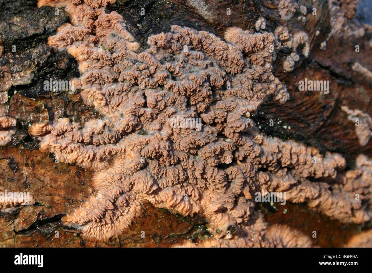 Wrinkled Crust Fungi Phlebia radiata Taken At Chambers Farm Wood ...