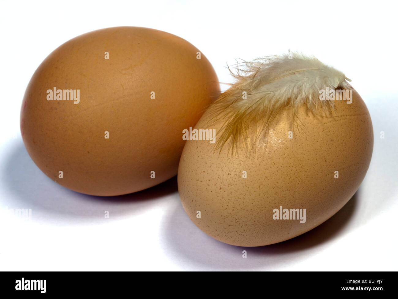Feather and eggs hi-res stock photography and images - Alamy