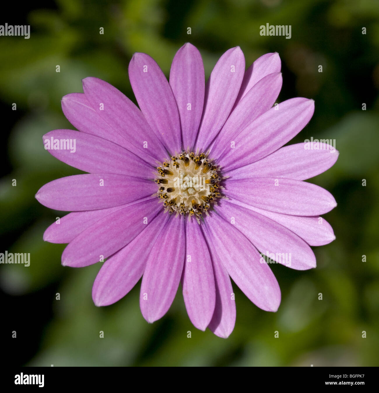 Osteospermums hi-res stock photography and images - Alamy