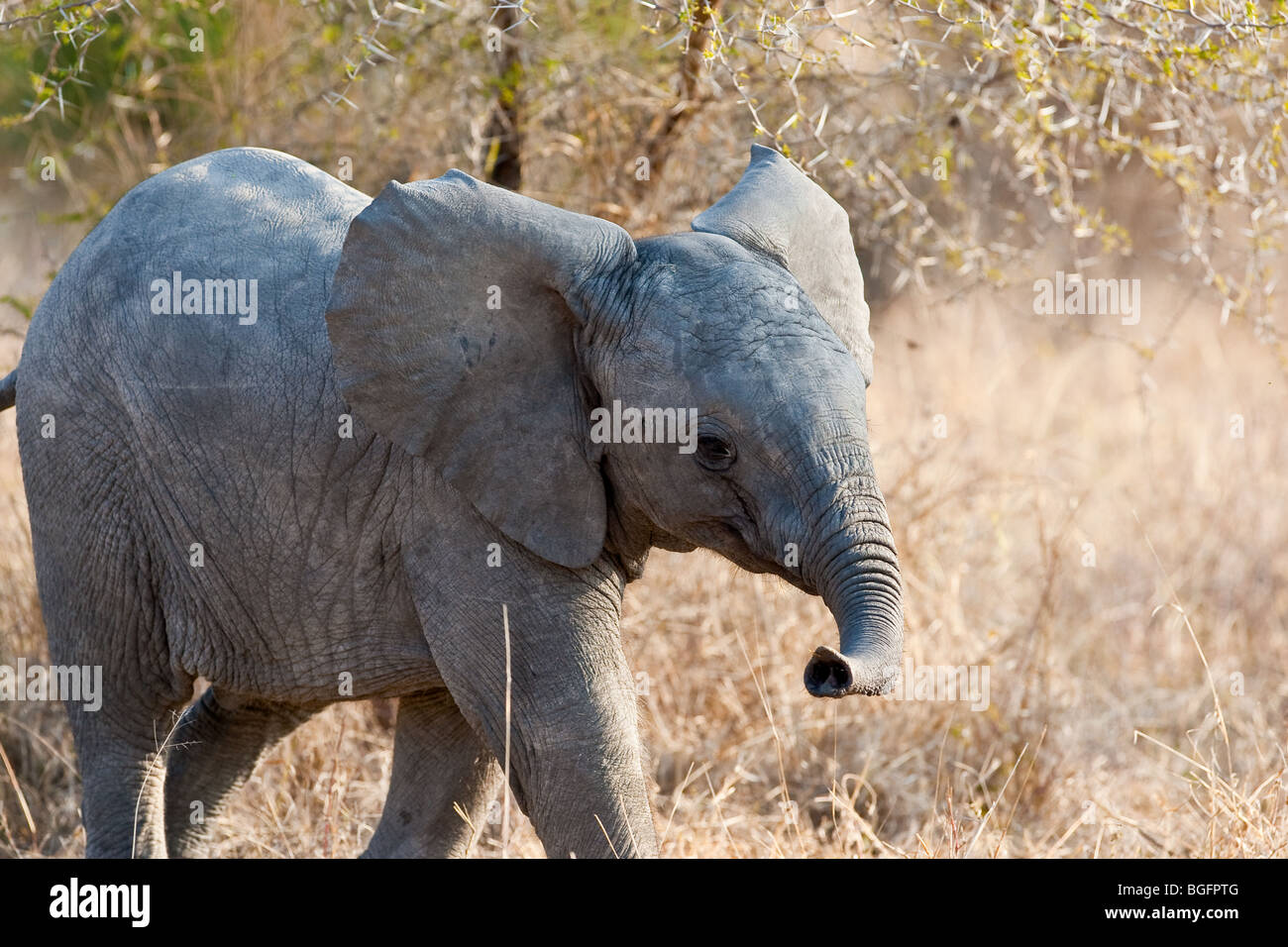 Baby elephant with trunk raised pointing towards camera Stock Photo - Alamy