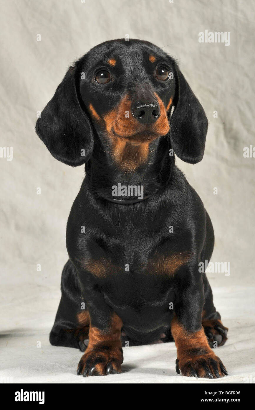 Miniature Smooth Haired Dachshund High Resolution Stock Photography and ...