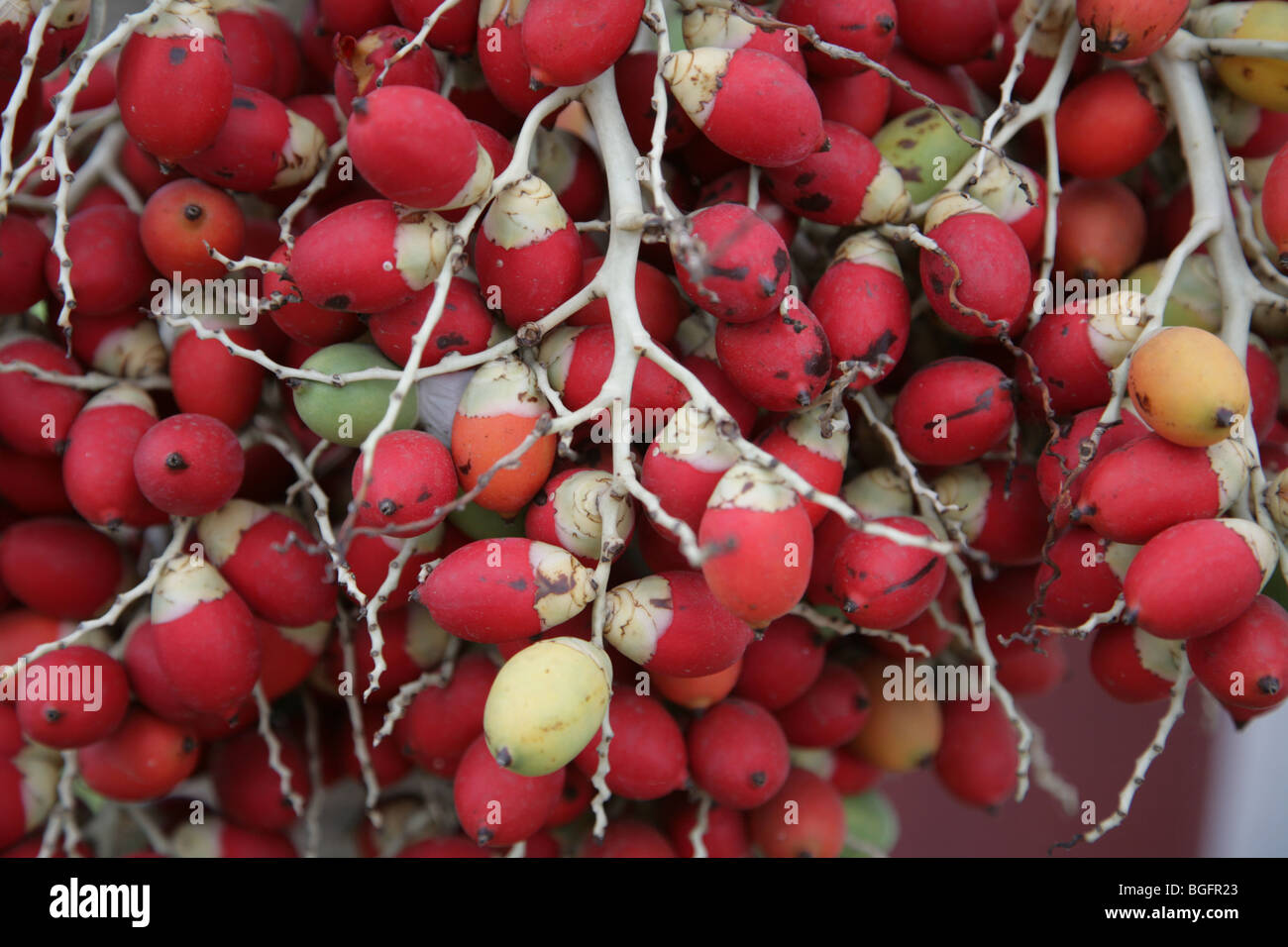 Fruits i Tobago Stock Photo - Alamy