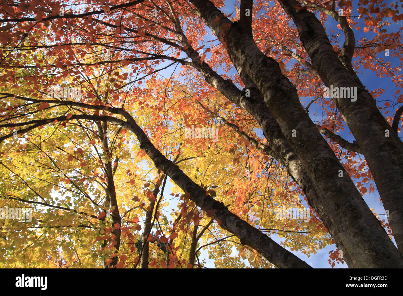 Autumn scenic in Tualatin Oregon Stock Photo - Alamy